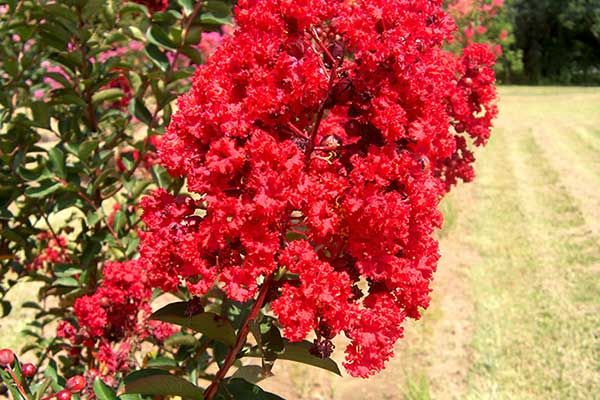 Indijski jorgovan - Lagerstroemia indica